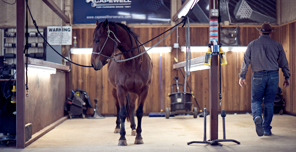 Lee Olsen, CJF: The Olsen Equine Approach to Farriery | Mustad Hoofcare en-us