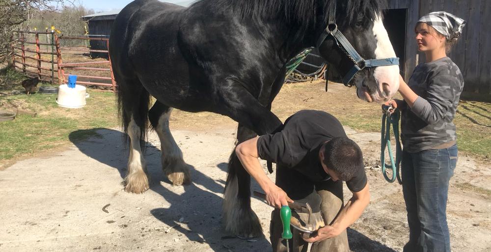 Ben Mangan, CJF & Shamus Mangan | Mustad Hoofcare en-us